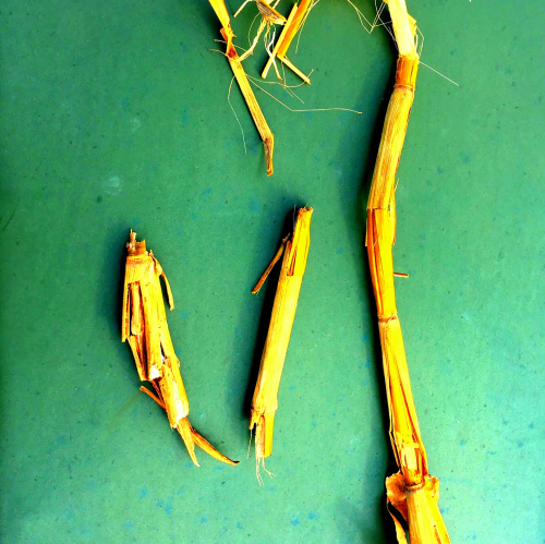 Yield 360 Chain Rolls vs Deere Intermeshing Knife Rolls | Sloan Blog